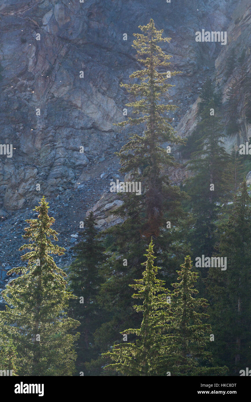 Backlit evergreen trees rising up against steep rocky cliffs in ...