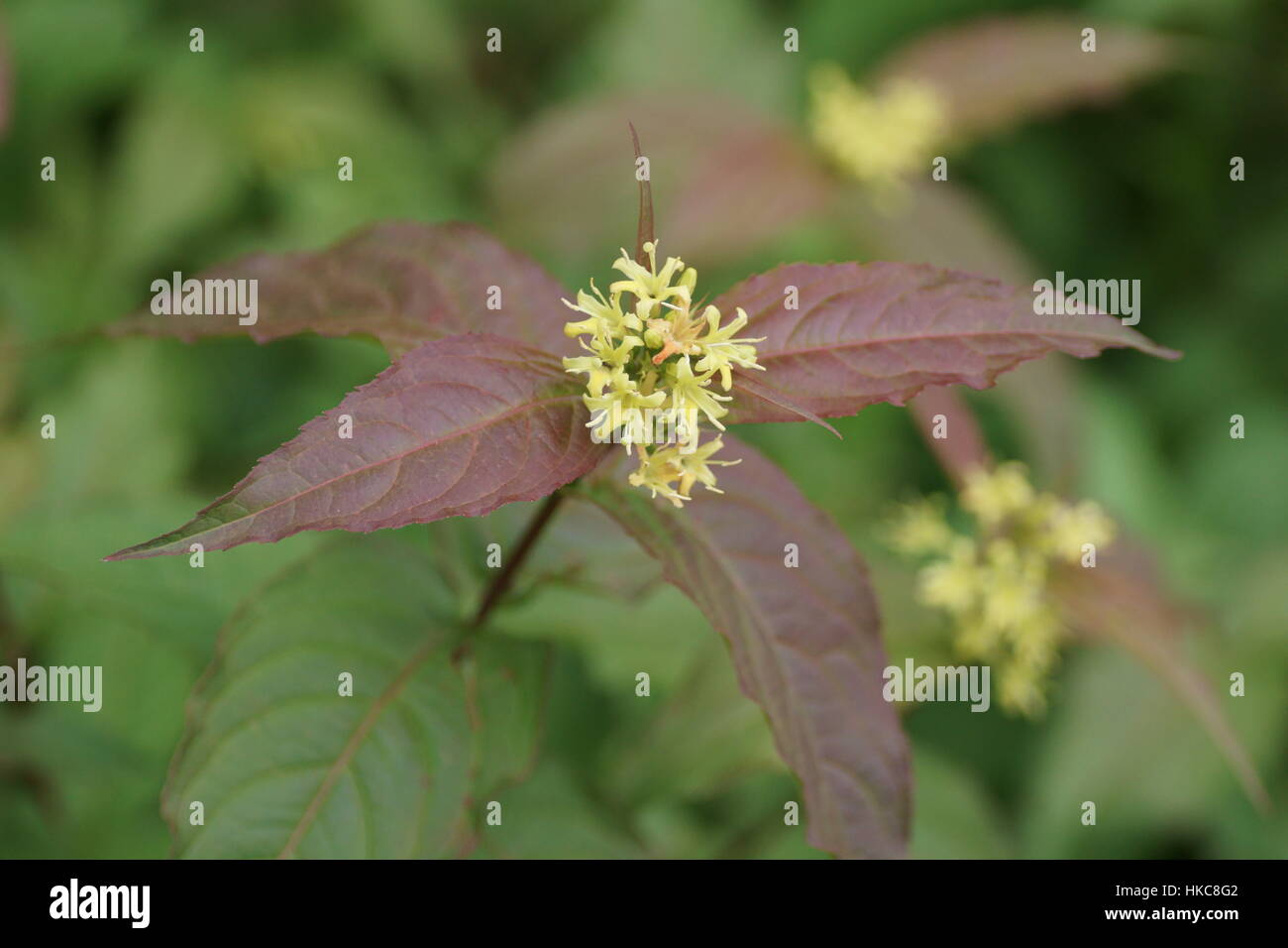 Diervilla flower hi-res stock photography and images - Alamy