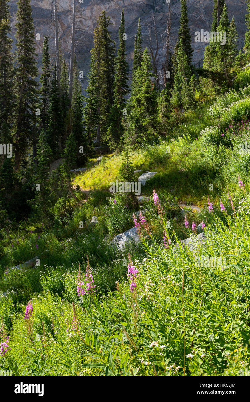 Yellowstone forest fireweed hi-res stock photography and images - Alamy