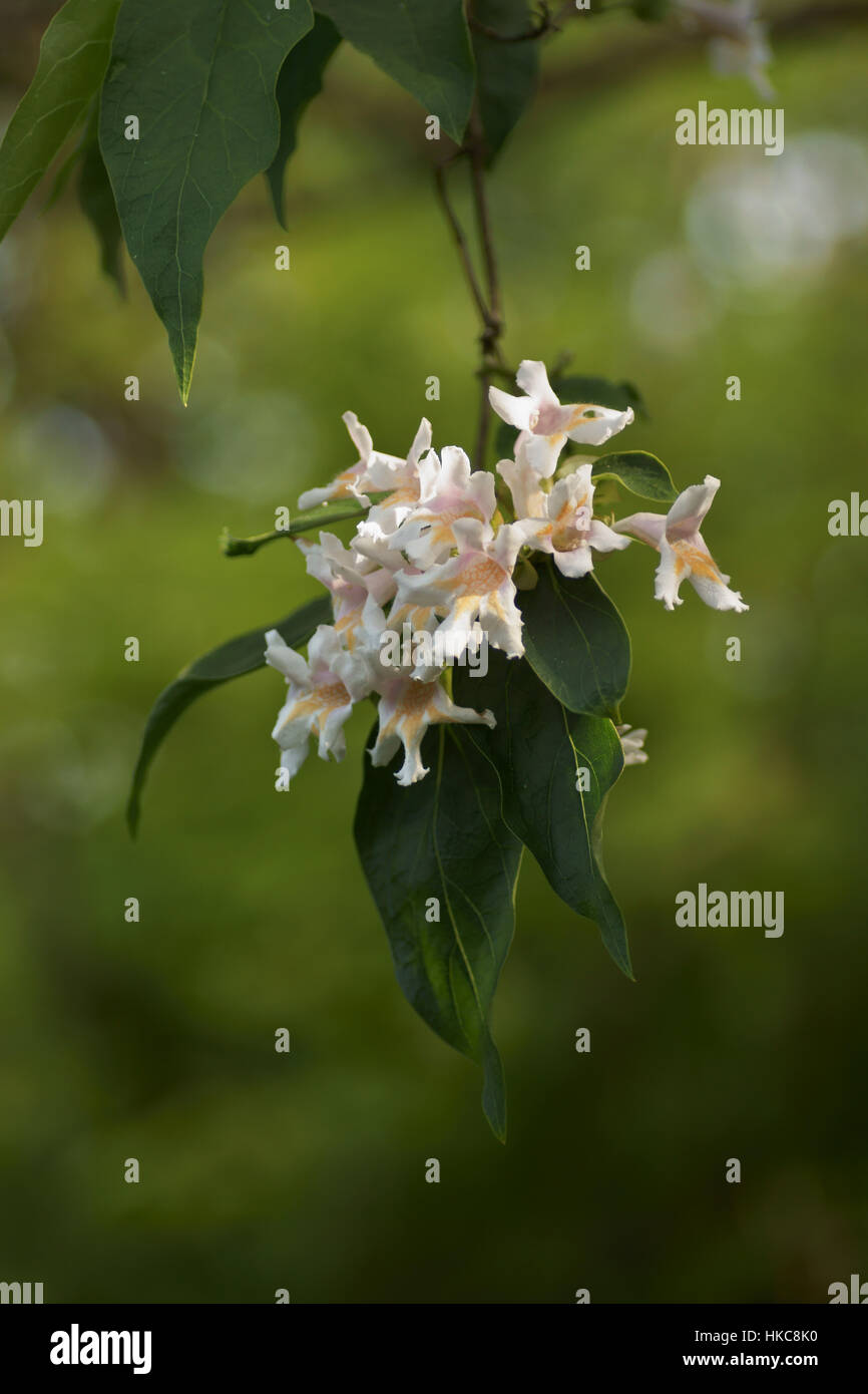 Dipelta floribunda hi-res stock photography and images - Alamy