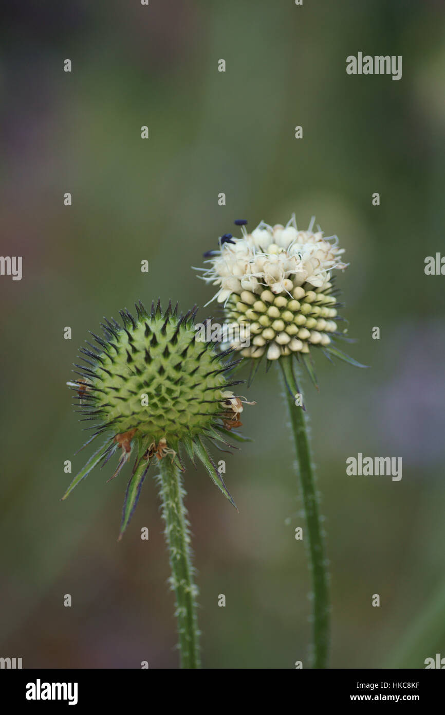 Dipsacus inermis hi-res stock photography and images - Alamy