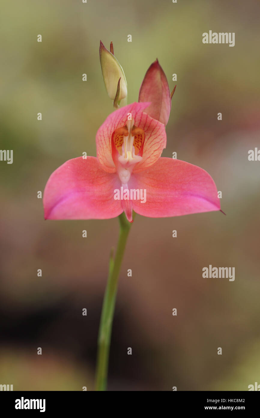Disa 'Kew Dior' Stock Photo - Alamy