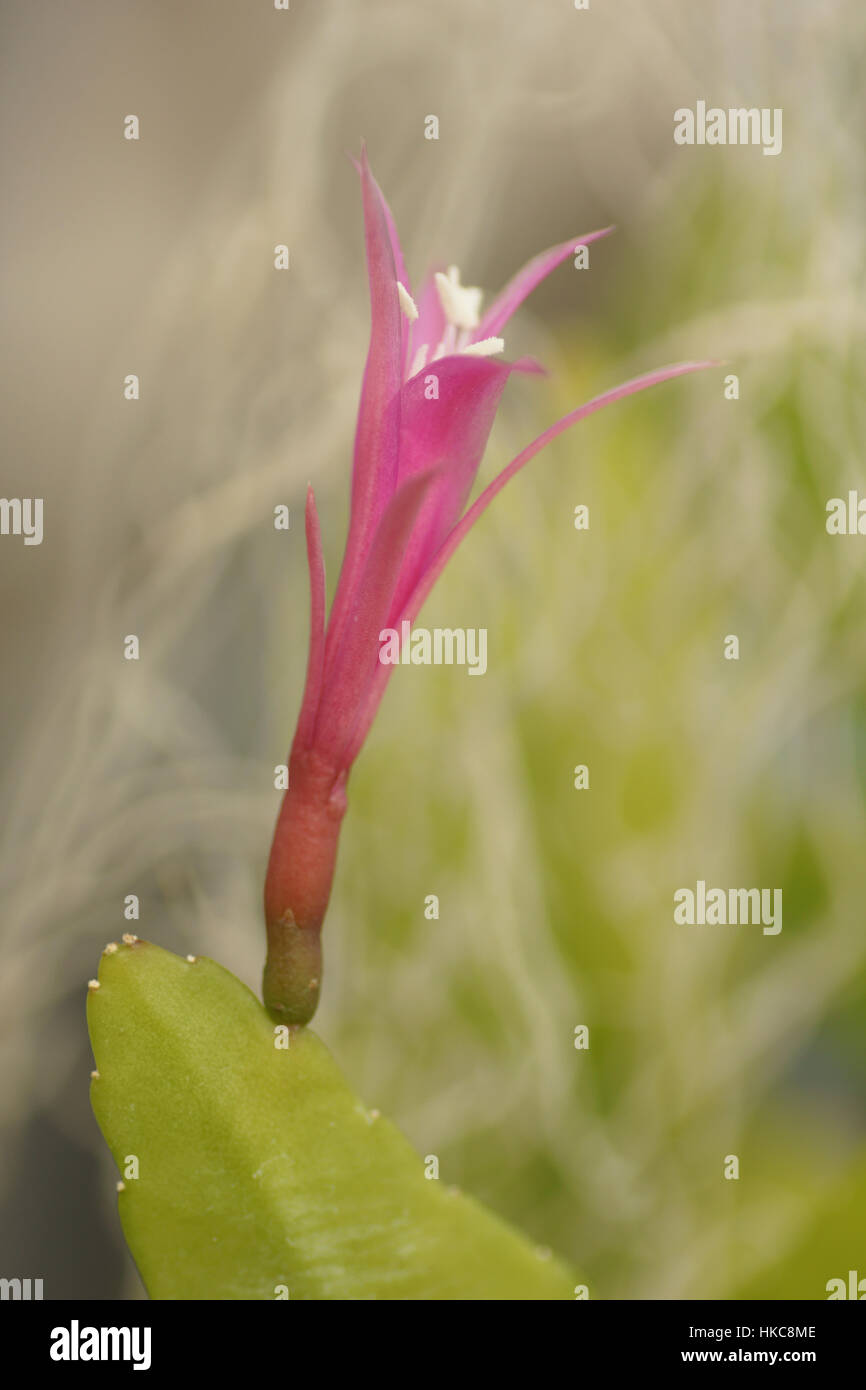 Disocactus High Resolution Stock Photography and Images - Alamy