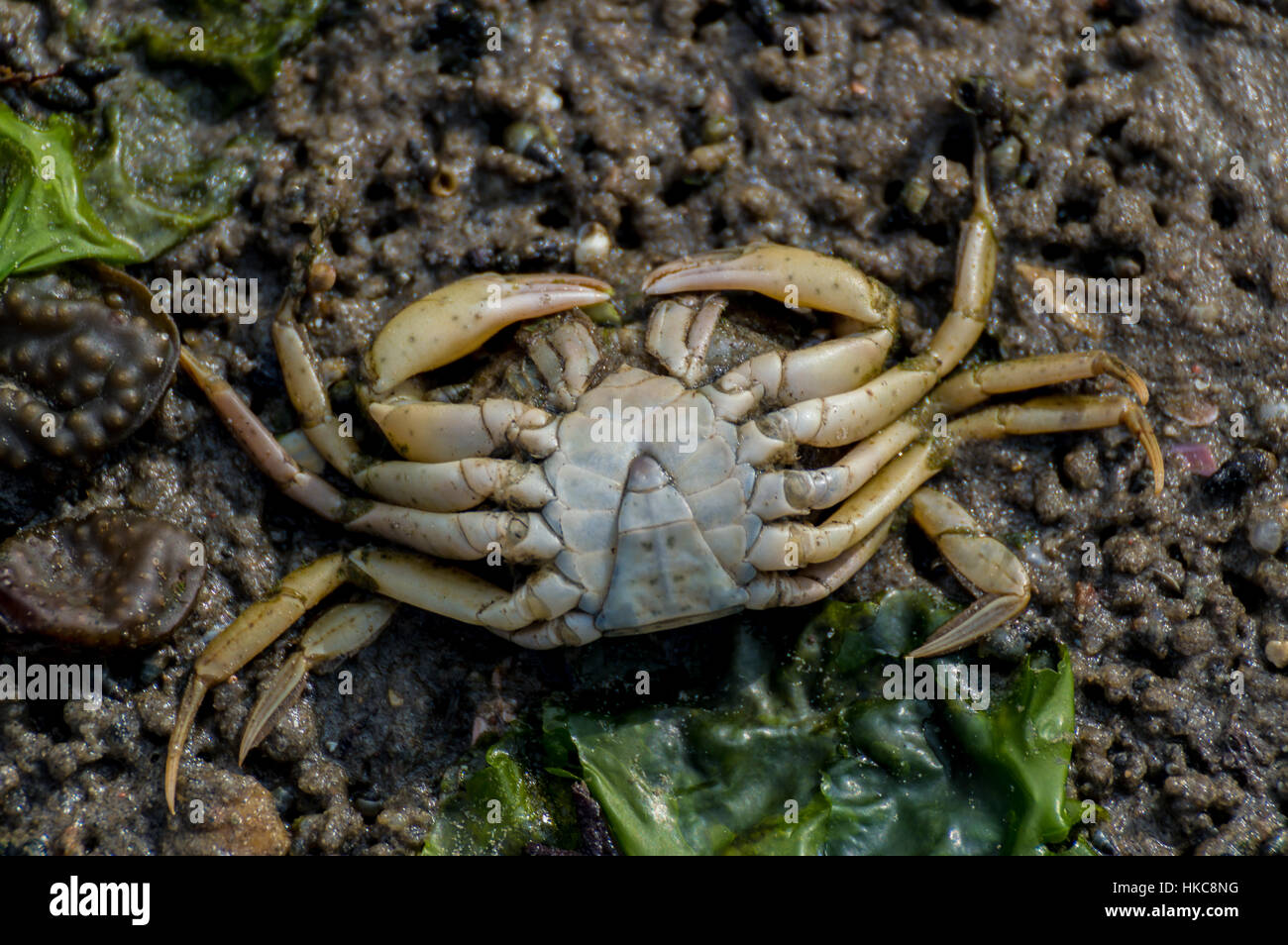 Dead crabs hi-res stock photography and images - Alamy