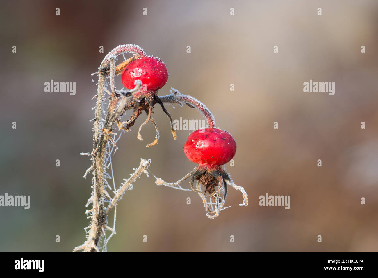 rose hip in deep winter frost Stock Photo - Alamy