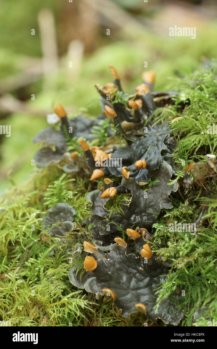Dog lichen uk hi-res stock photography and images - Alamy