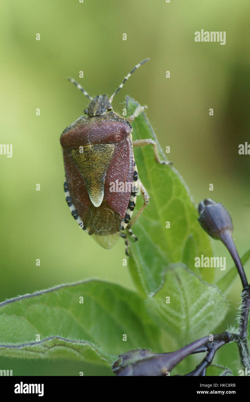 Sloe shield bug hi-res stock photography and images - Alamy