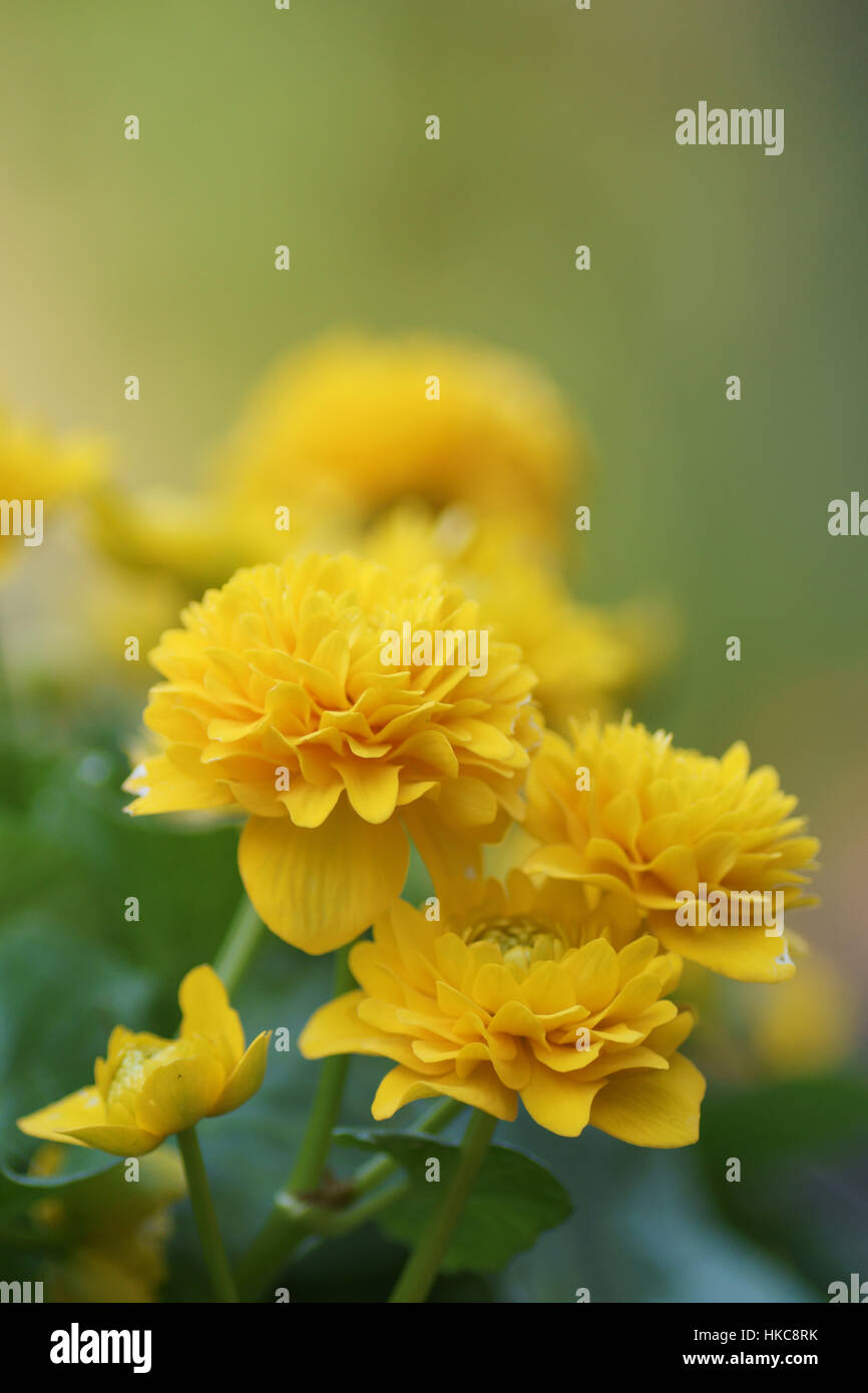 Complex double hi-res stock photography and images - Alamy