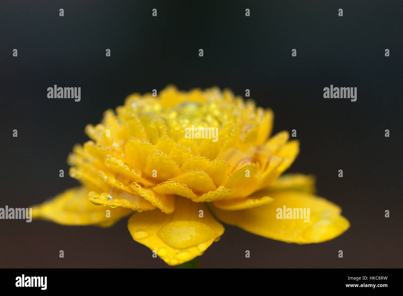 Var palustris hi-res stock photography and images - Alamy