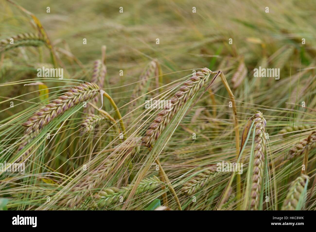 ear of barley Stock Photo - Alamy