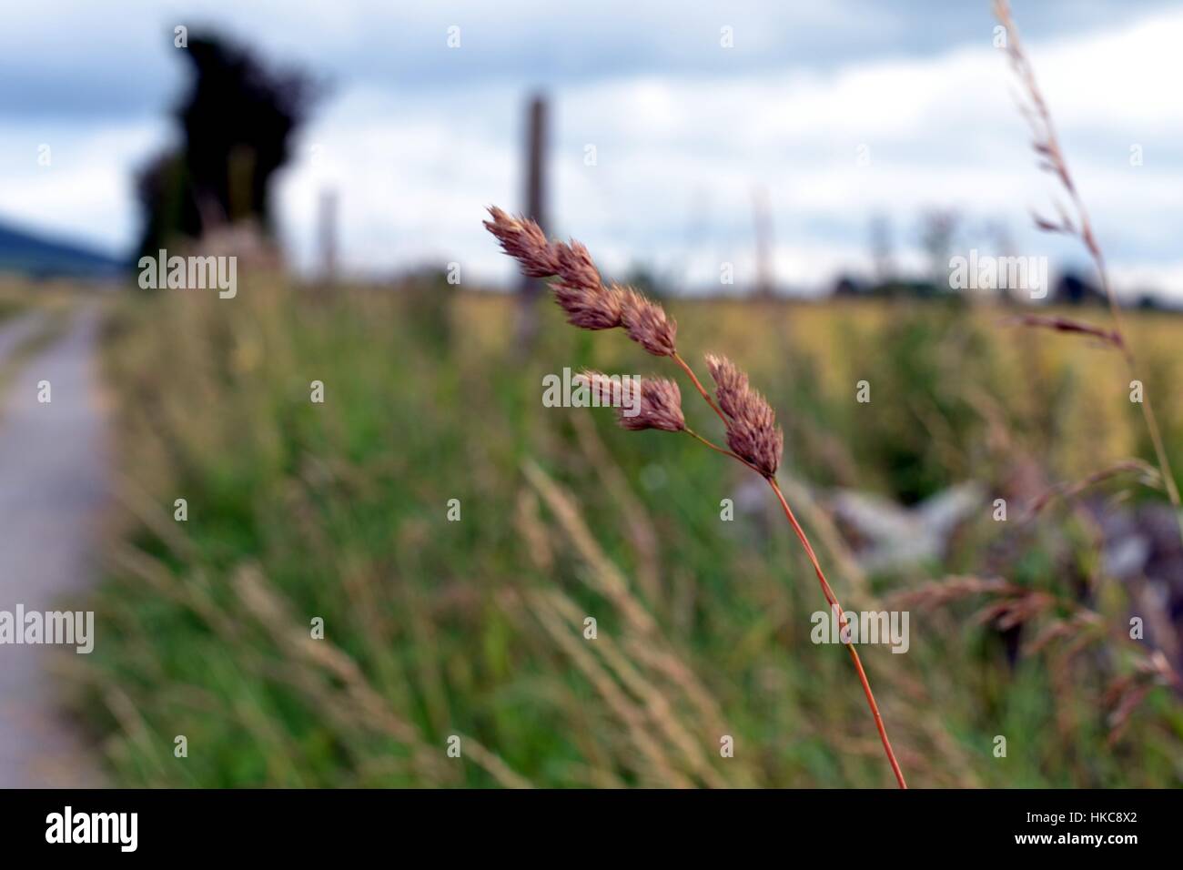 strand of grass Stock Photo - Alamy