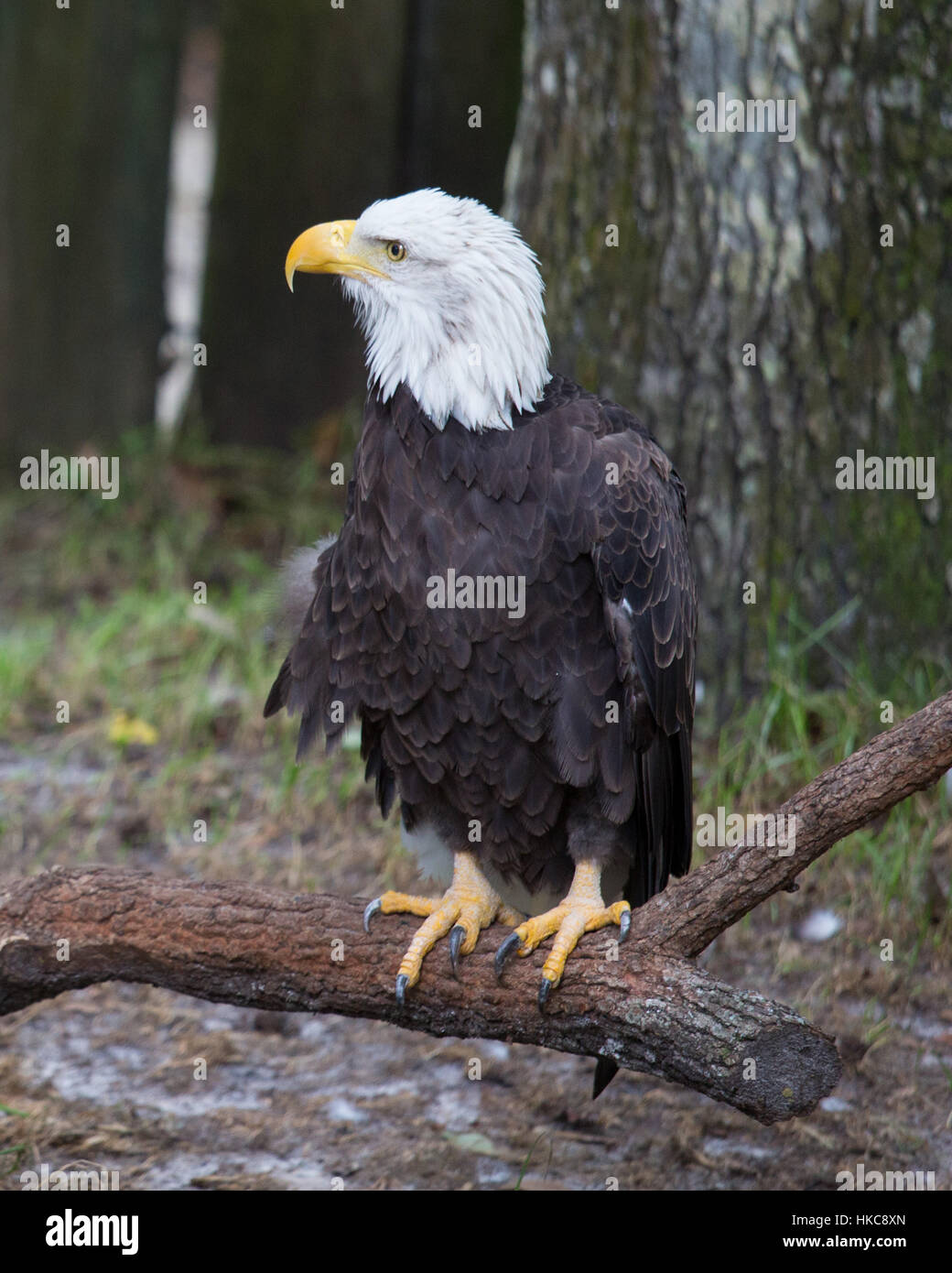 White bald head hi-res stock photography and images - Alamy
