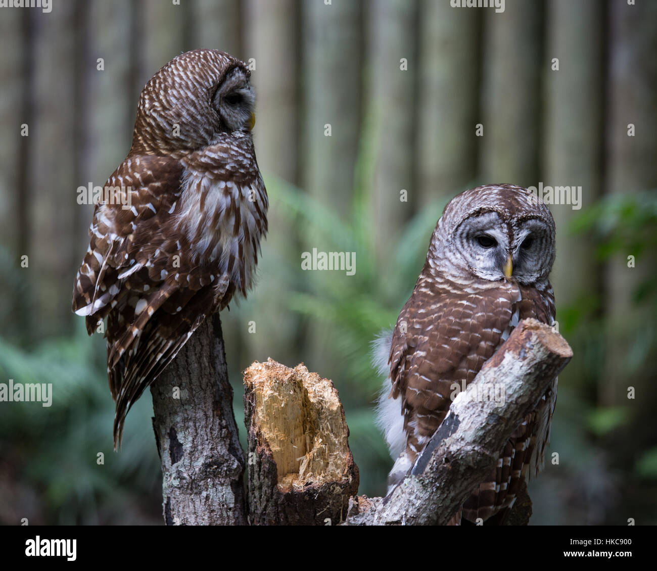 Barred owls hi-res stock photography and images - Alamy