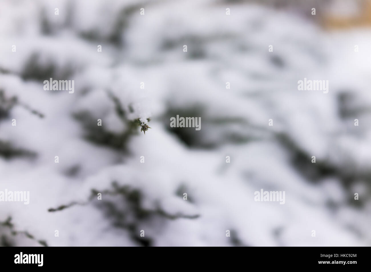 Juniper tree covered in heavy snow macro closeup Stock Photo - Alamy