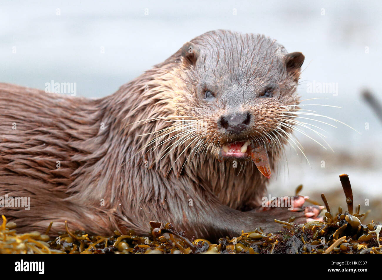 Otter with fish in mouth Stock Photo - Alamy