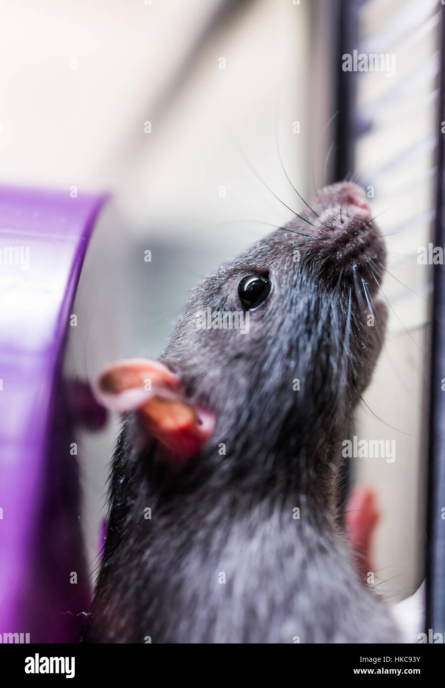 Face against glass hi-res stock photography and images - Alamy