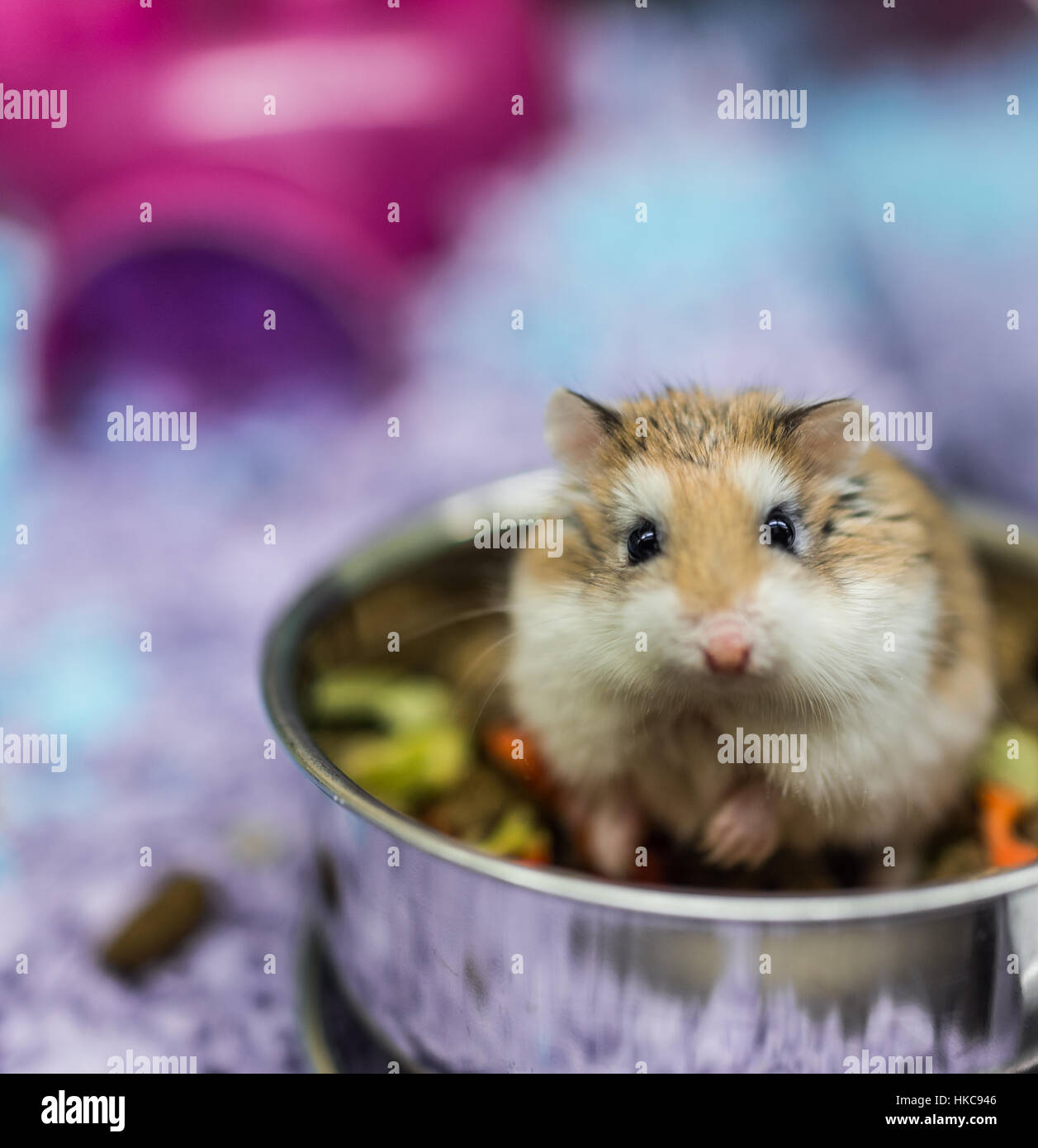 Hamster and cheeks hi-res stock photography and images - Alamy