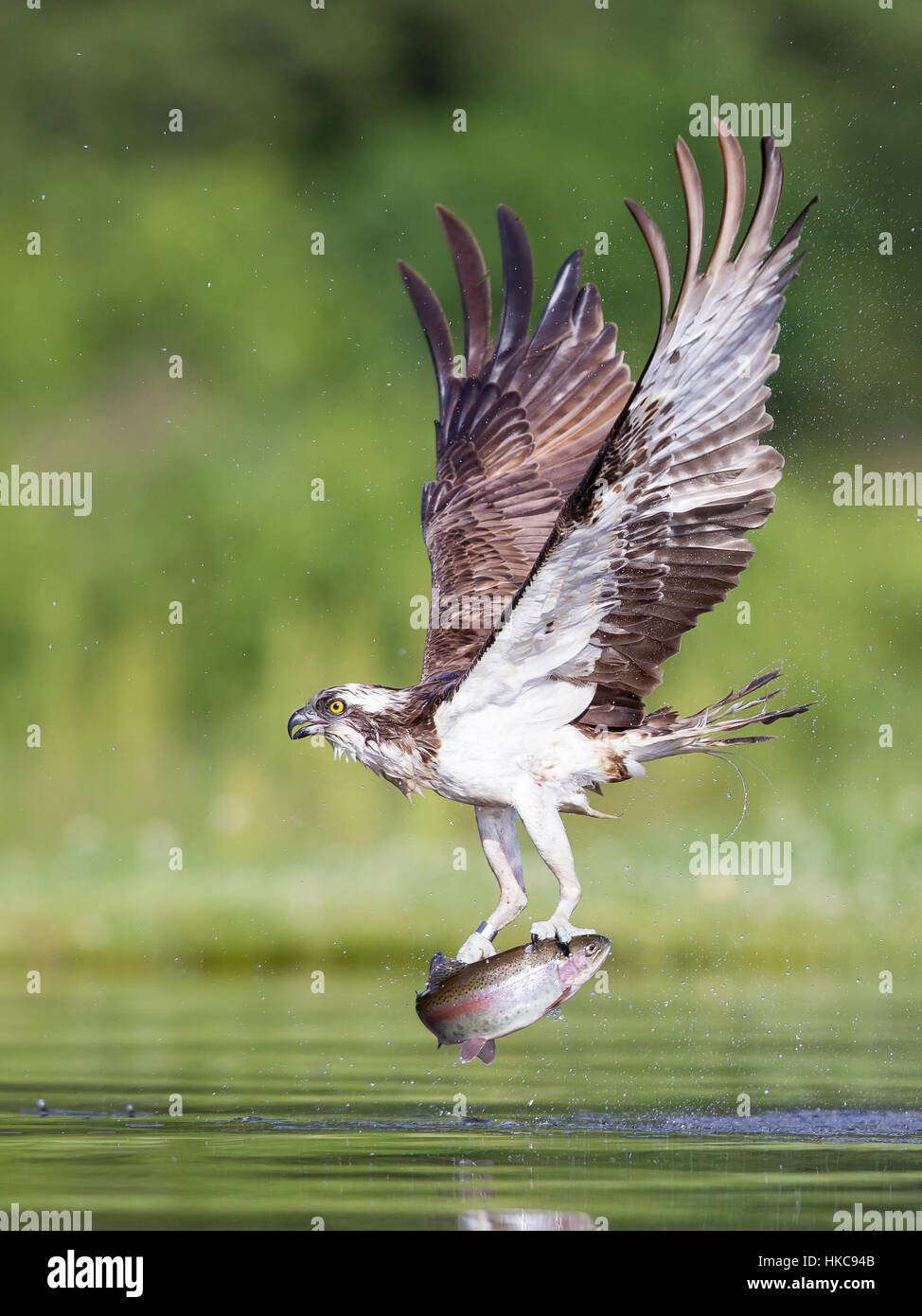 Osprey hunting on Scottish Loch Stock Photo - Alamy