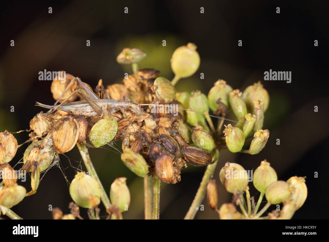 Kent cricket hi-res stock photography and images - Alamy