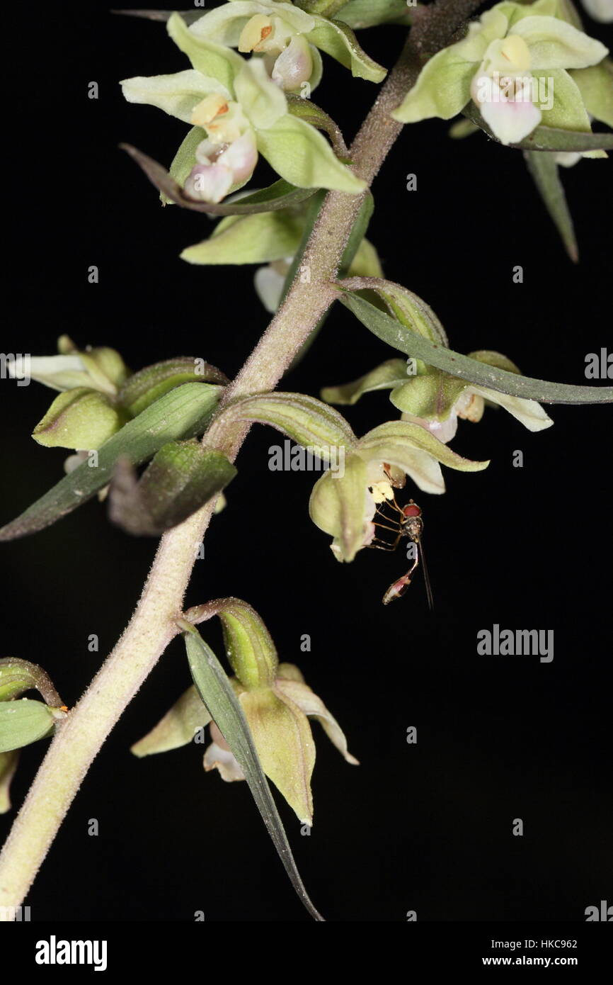 Violet Helleborine (Epipactis purpurata) - close-up of flowers being ...