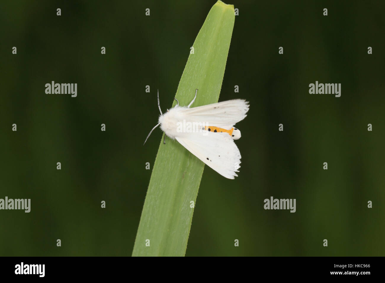 Water Ermine (Spilosoma urticae), a white-and-yellow, scarce ...