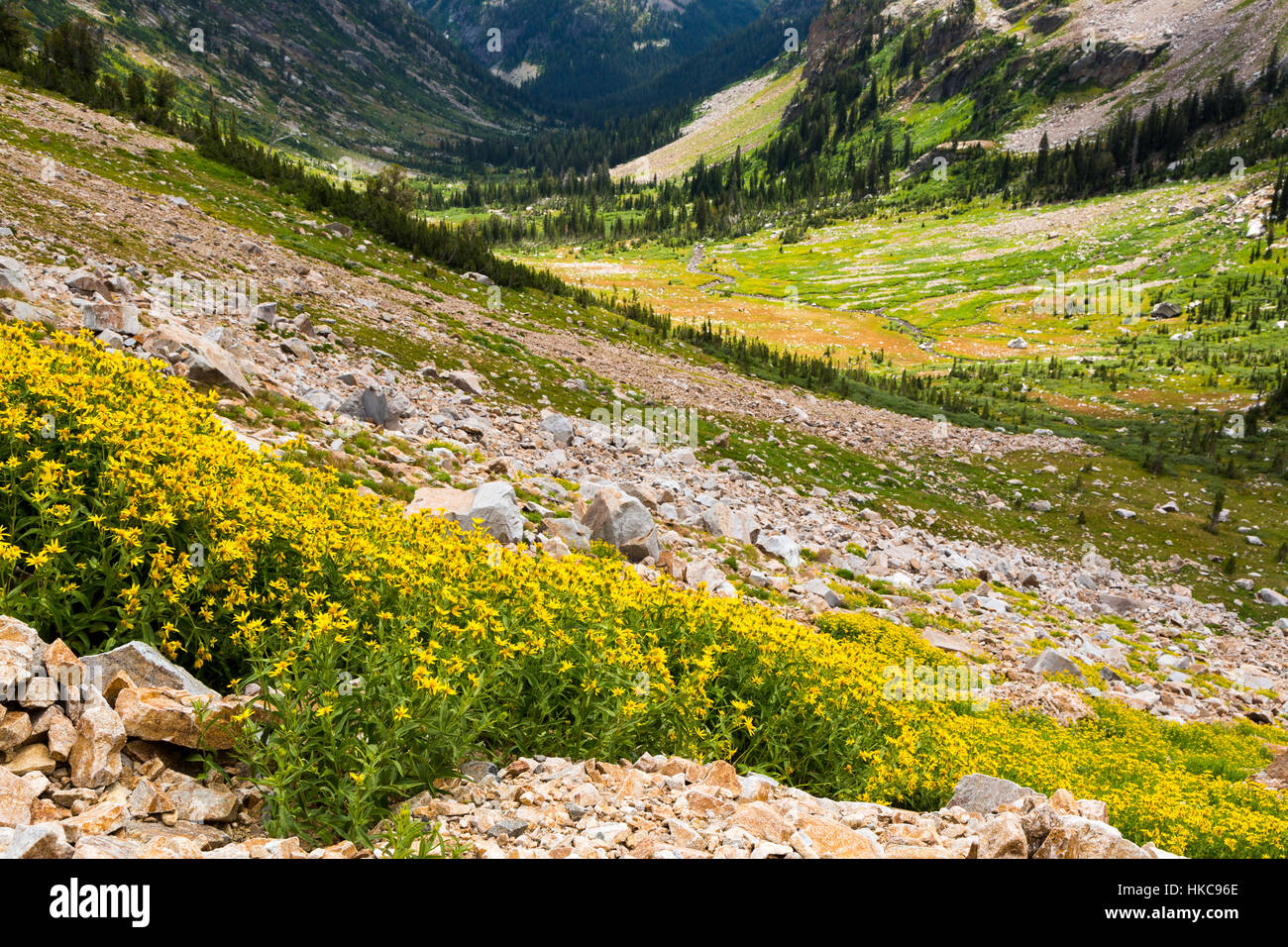 One-flower helianthella wildflowers growing in the North Fork of ...