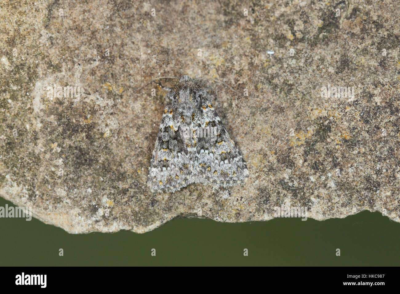 Small Ranunculus (Hecatera dysodea), a moth until recently extinct in ...