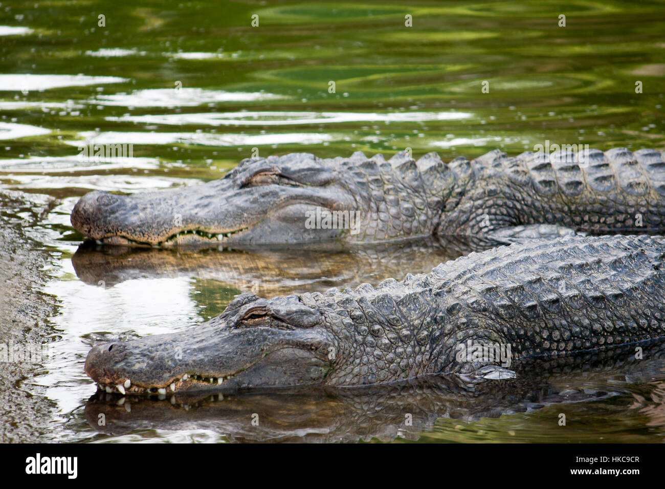 Submerged alligators hi-res stock photography and images - Alamy