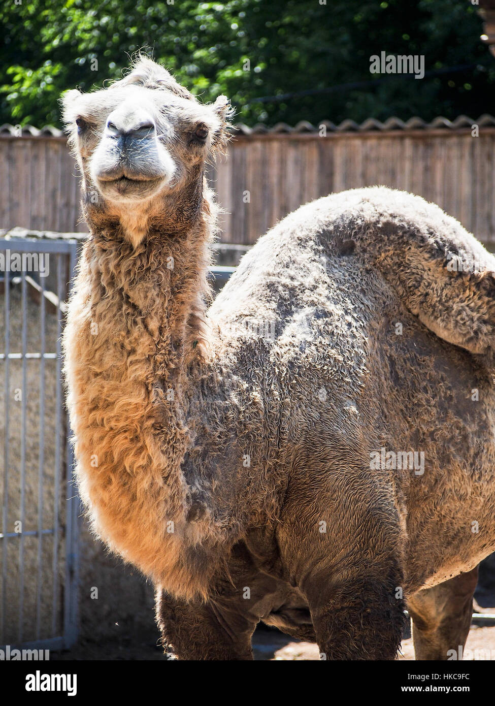 A camel with a turned hump in the sunlight Stock Photo - Alamy