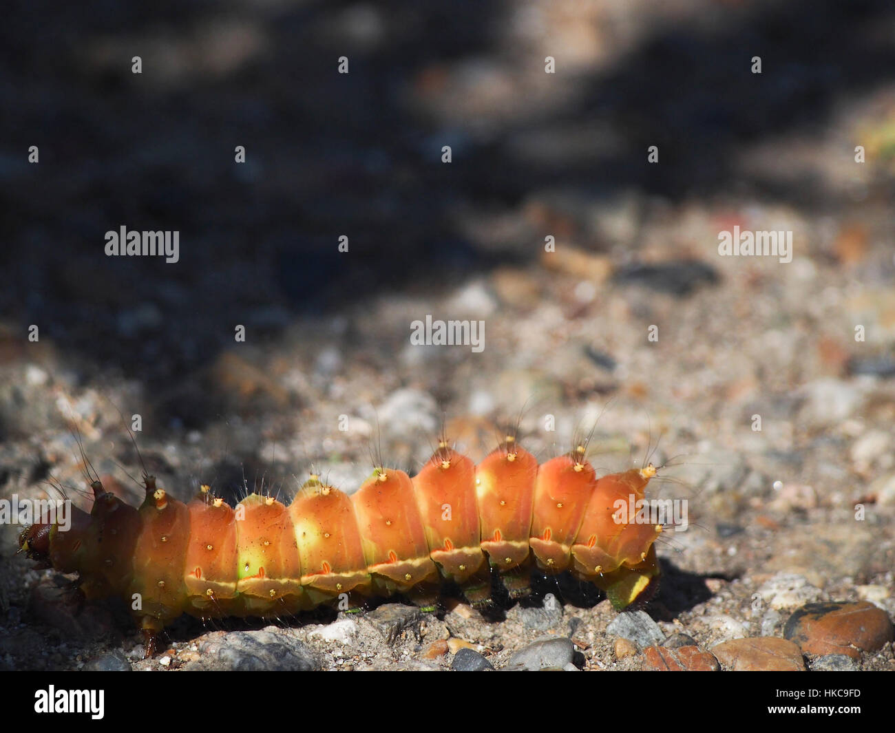 A fat squishy orange caterpillar crawls across the road Stock Photo - Alamy