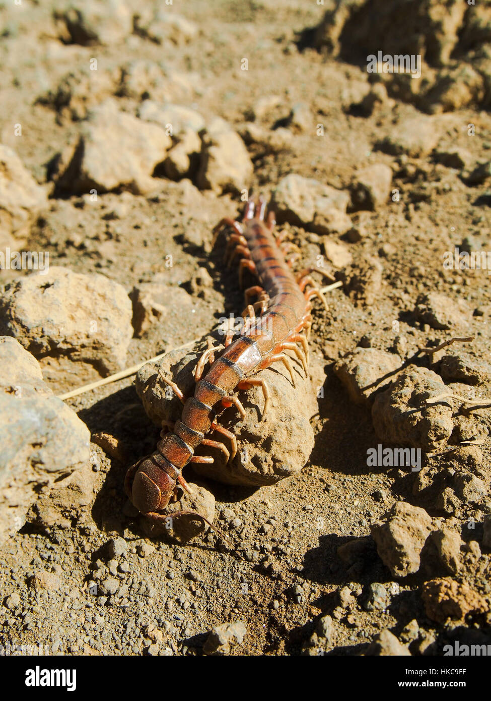 A red and black centipede of he family Scolopendidae crawling across a ...