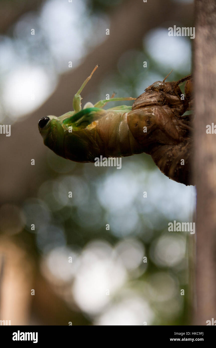 A cicada nymph molting from its exoskeleton as it becomes and adult ...
