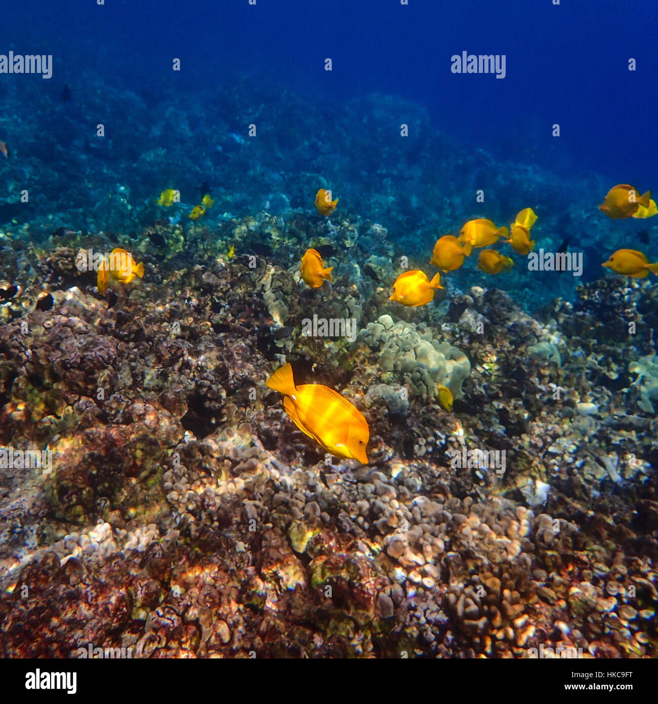 Many yellow tang, a type of tropical fish, swim around a reef in Hawaii ...