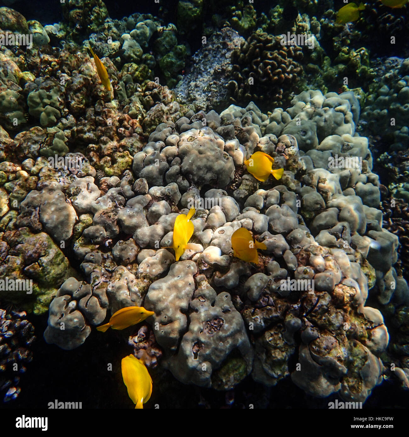 Five fish aquarium hi-res stock photography and images - Alamy