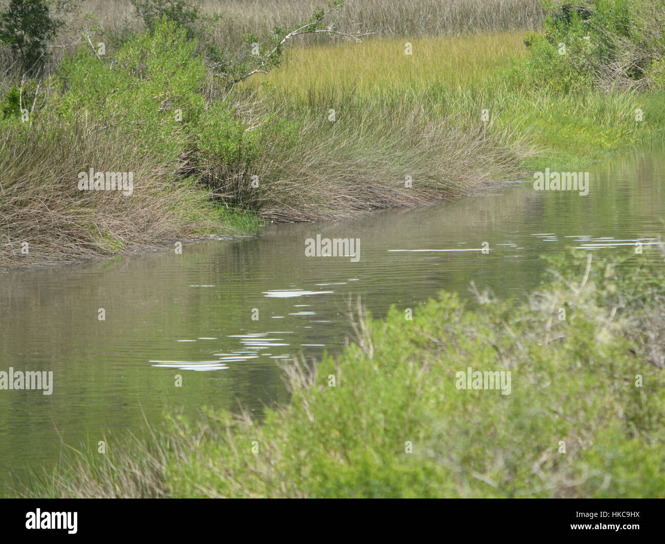 River flowing through a meadow to St George Sound, Florida Stock Photo ...