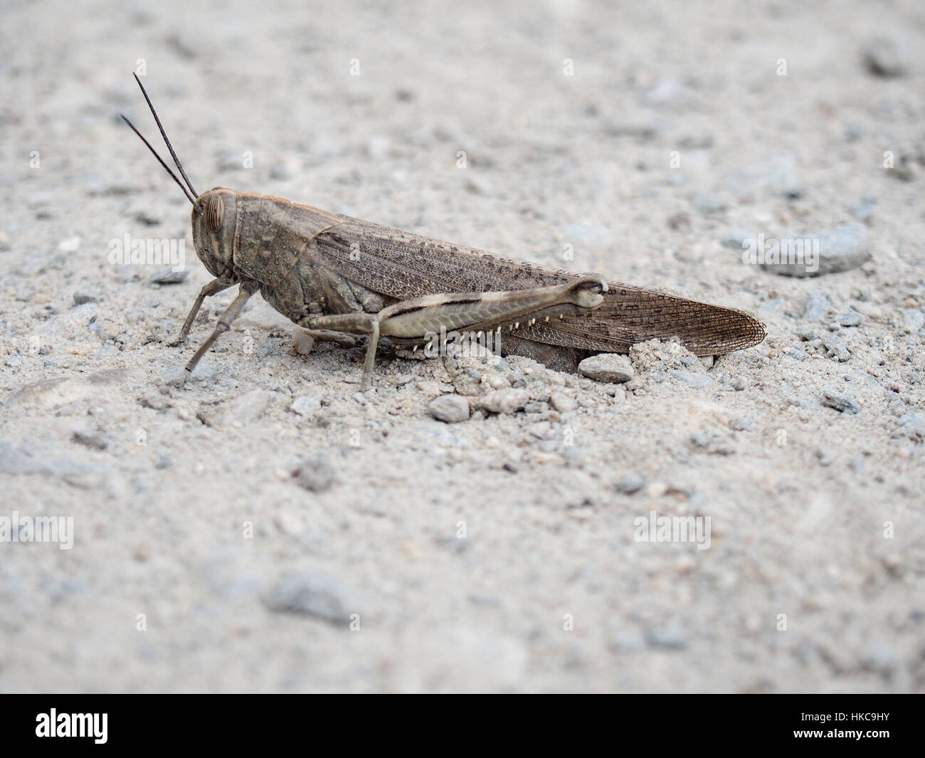 A common brown field grasshopper on rocky dirt Stock Photo - Alamy