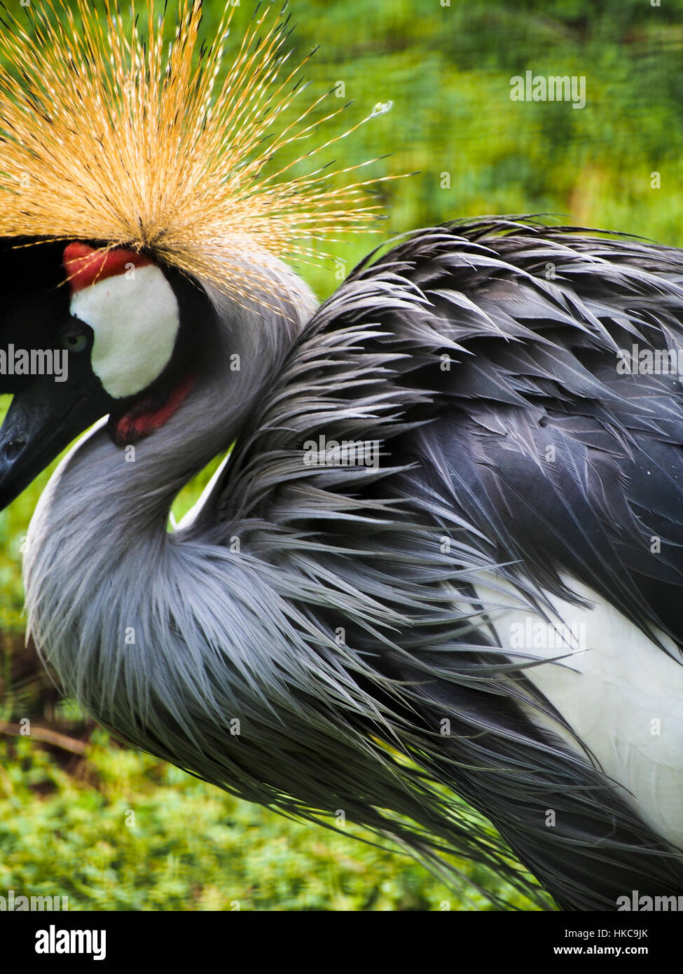 Tufted feathers on head hi-res stock photography and images - Alamy
