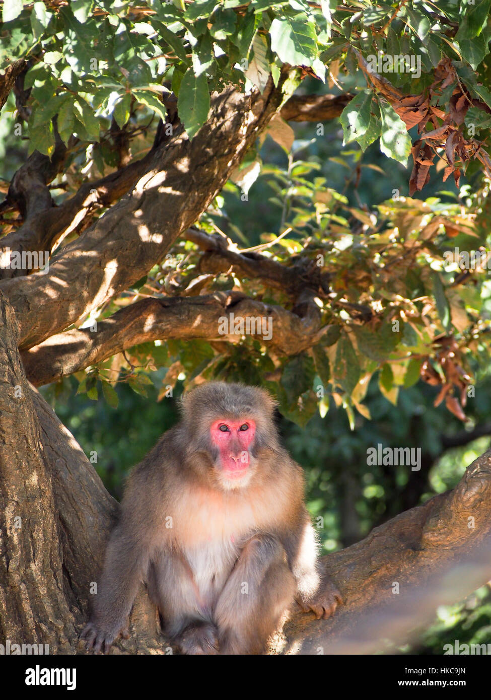 A Japanese macaque, also known as a snow monkey, sits in a tree Stock ...
