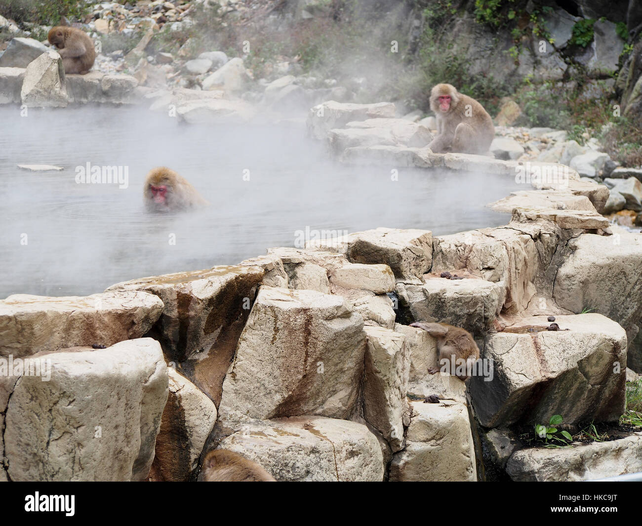 Japanese macaques in a hot spring Stock Photo - Alamy