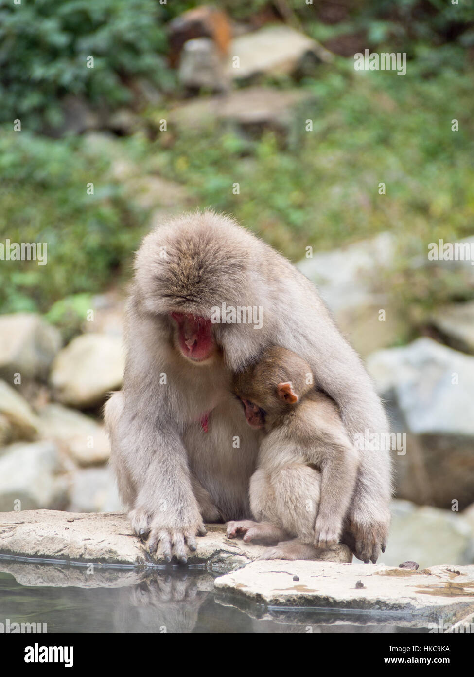 Japanese macaques, also known as snow monkeys, interacting with ...