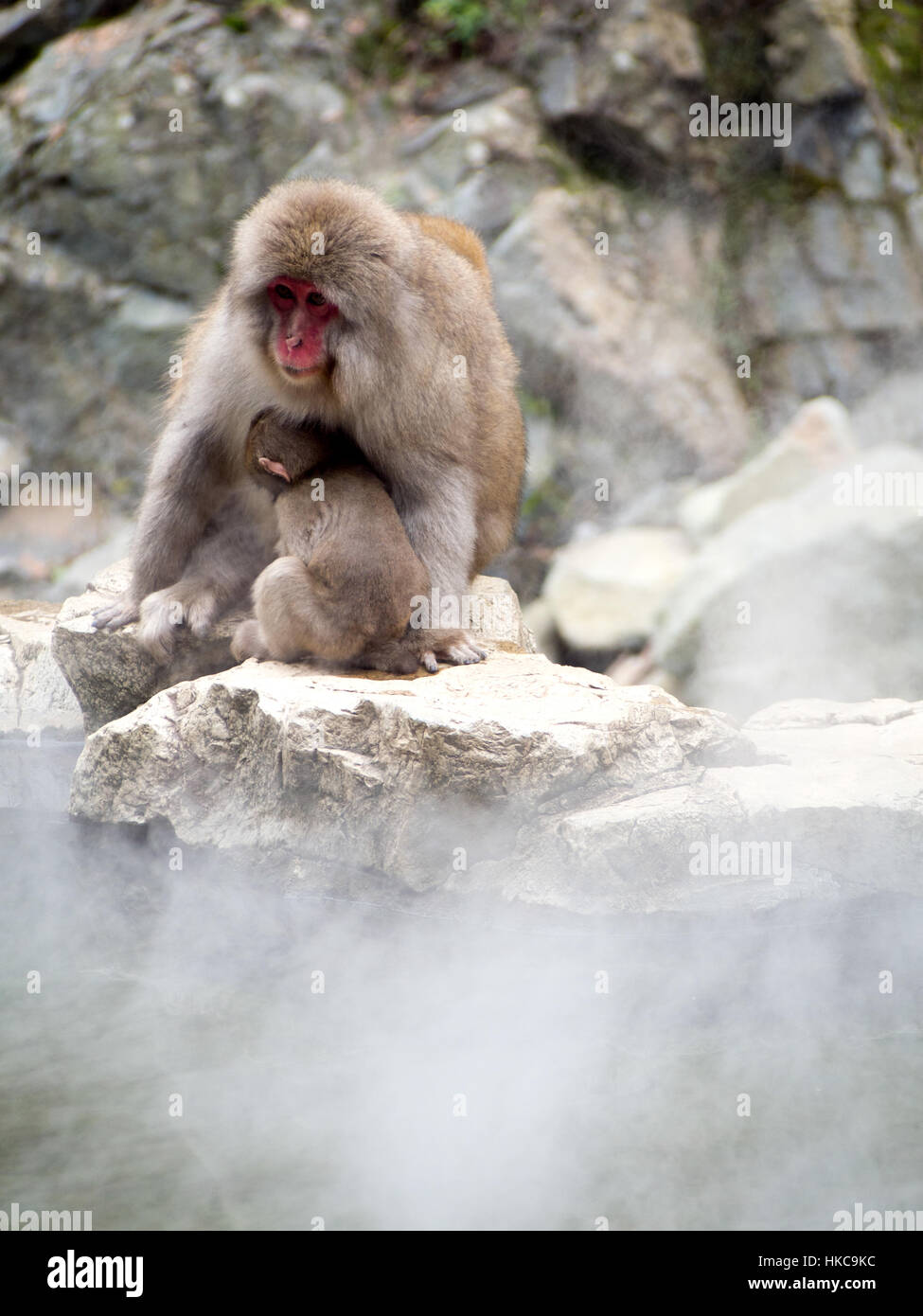 Japanese macaques, also known as snow monkeys, interacting with ...