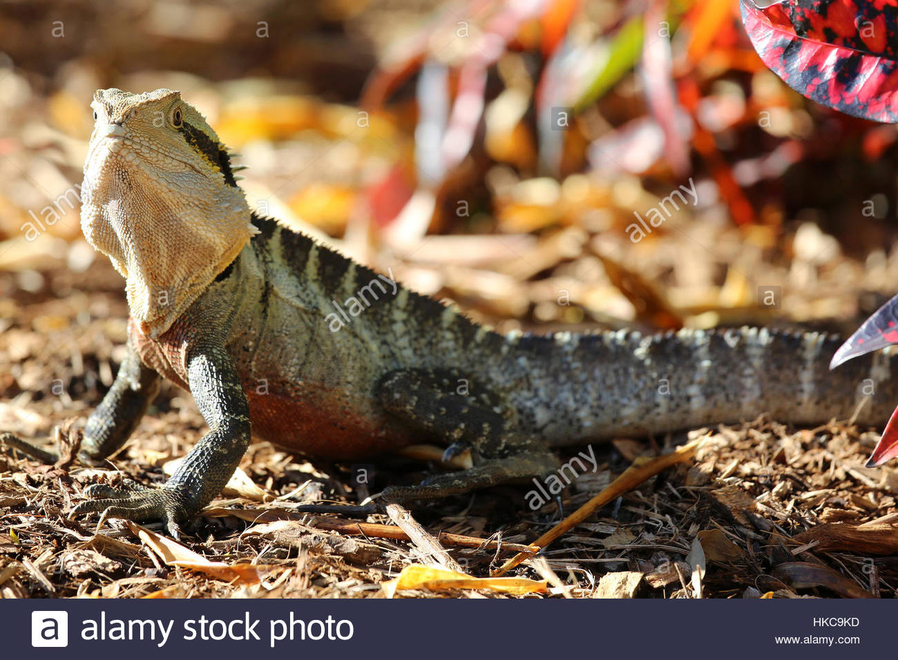 A water dragon lizard in Brisbane Australia enjoys the noon day ...