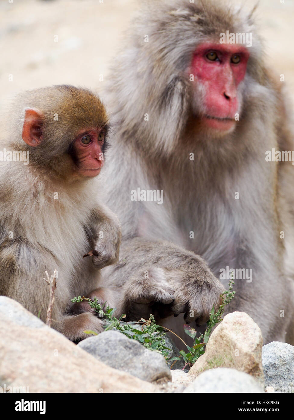 Japanese macaques, also known as snow monkeys, interacting with ...