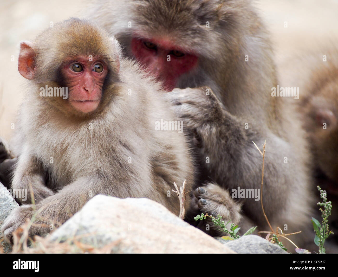 Japanese macaques, also known as snow monkeys, grooming eachother Stock ...