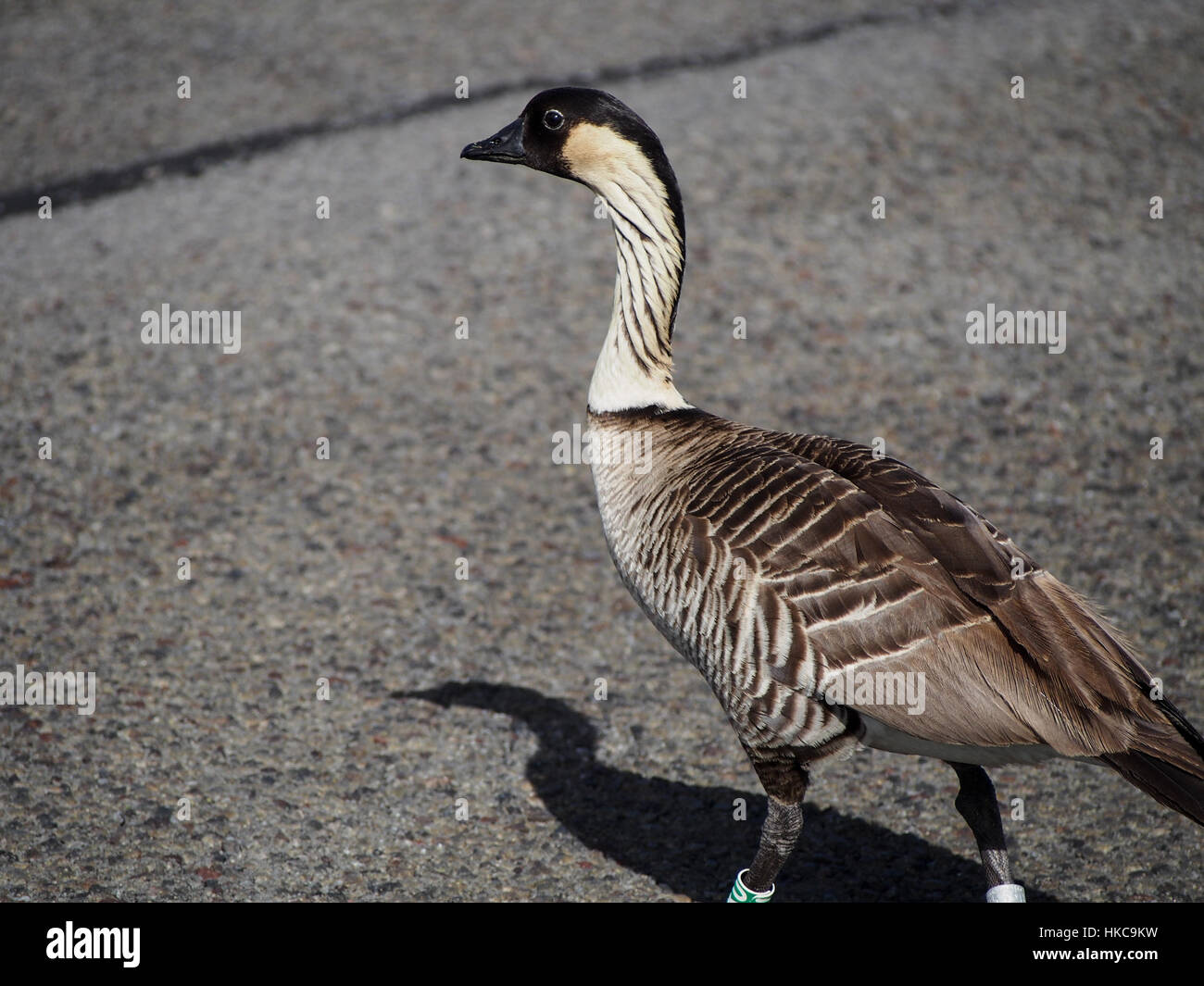 The nene goose is the state bird of Hawaii and currently in a ...