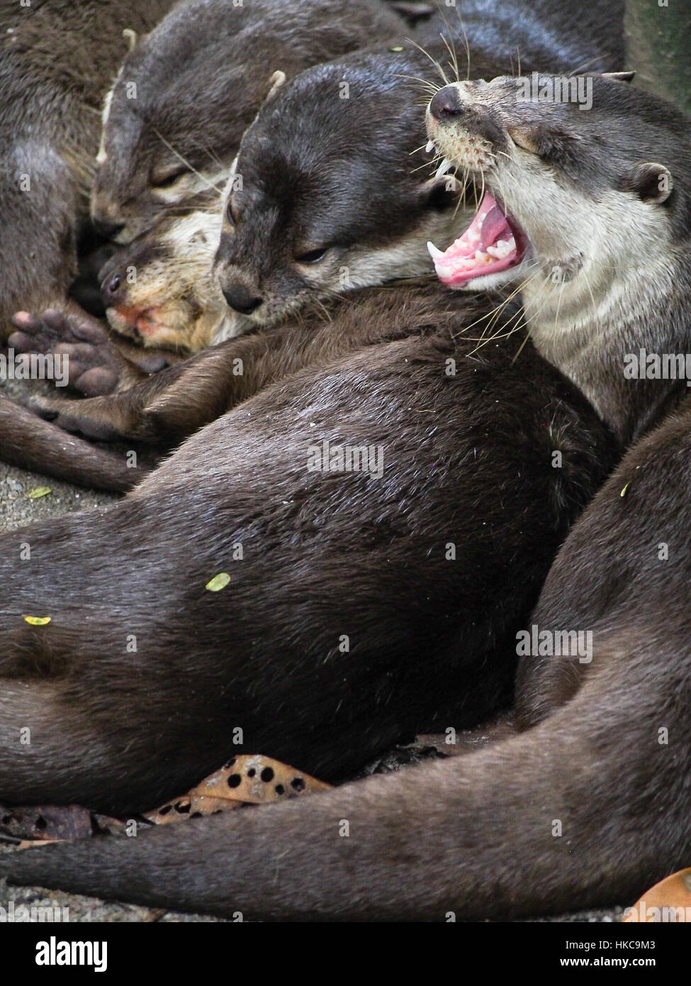 A group of otters snuggle up together for a nap Stock Photo - Alamy