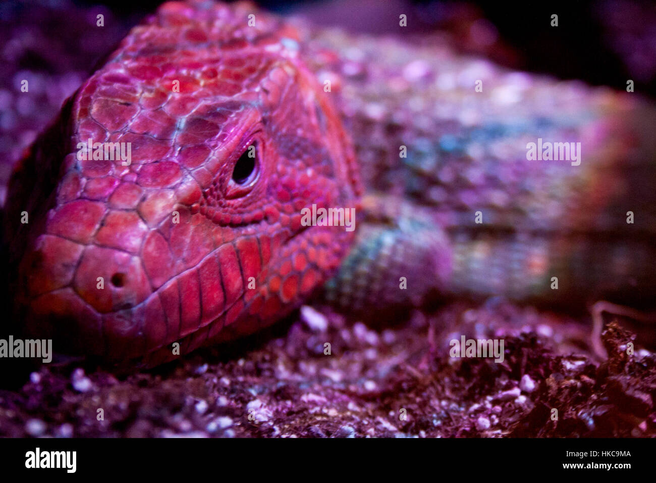 A broad-headed skink in red lighting brings out the red color of its ...