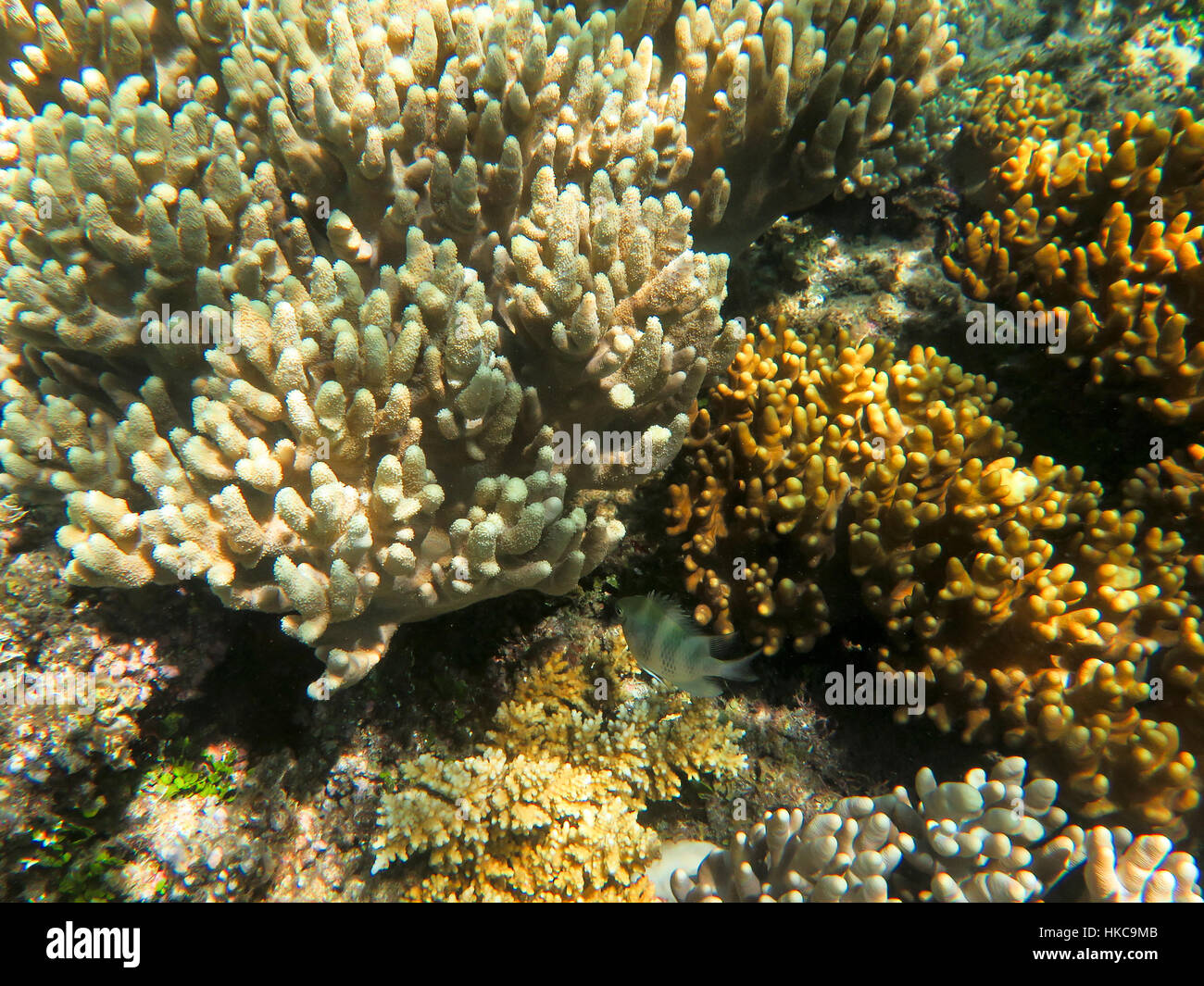 Finger coral is a very common type of coral on barrier reefs Stock ...