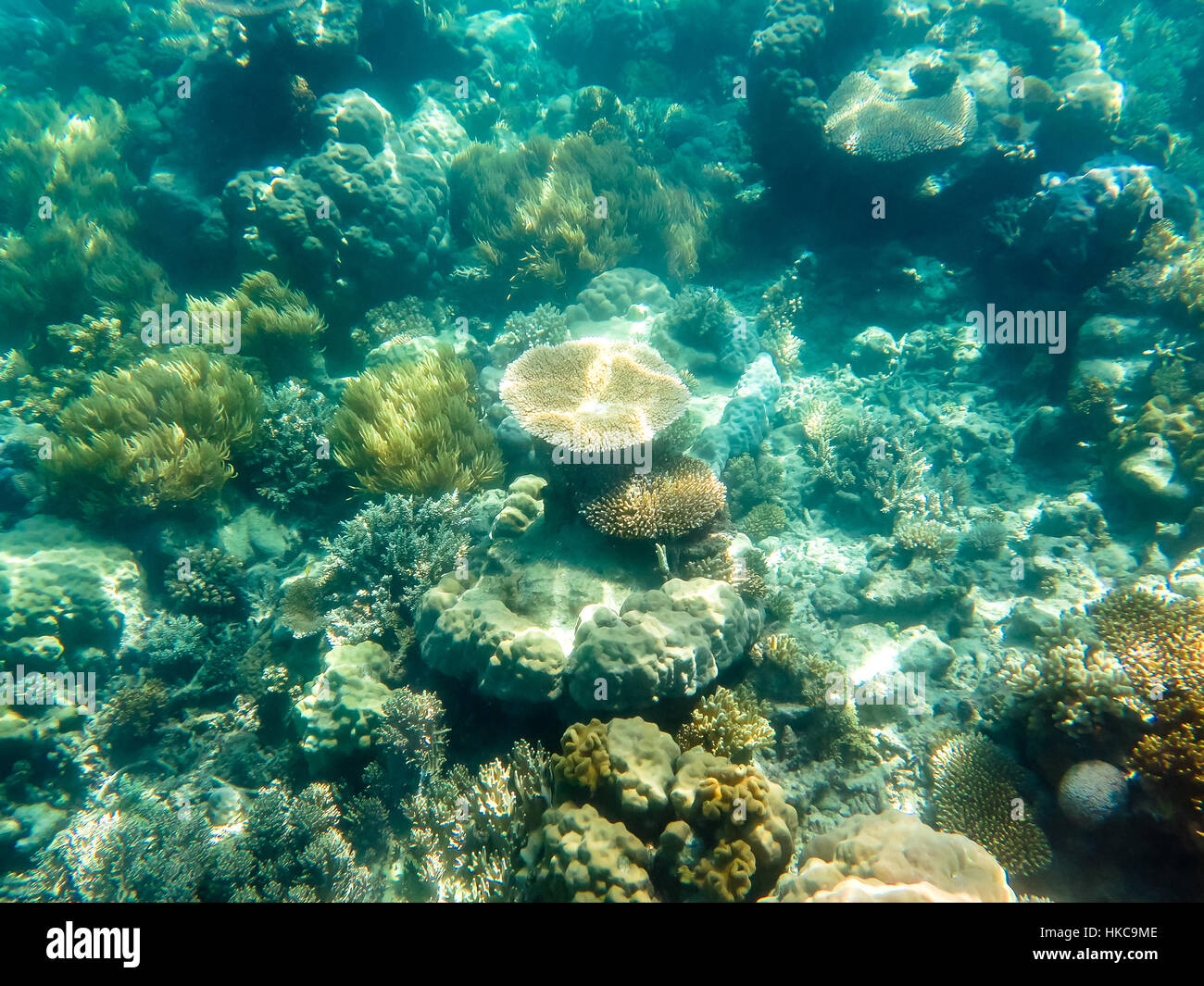 Coral growing underwater at the Great Barrier Reef in Australia Stock ...