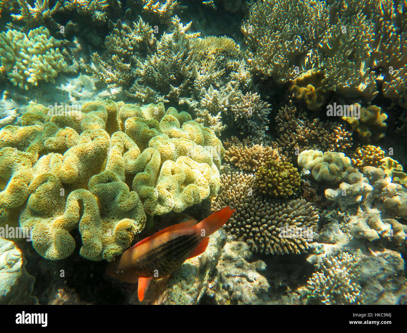 Coral growing underwater at the Great Barrier Reef in Australia Stock ...